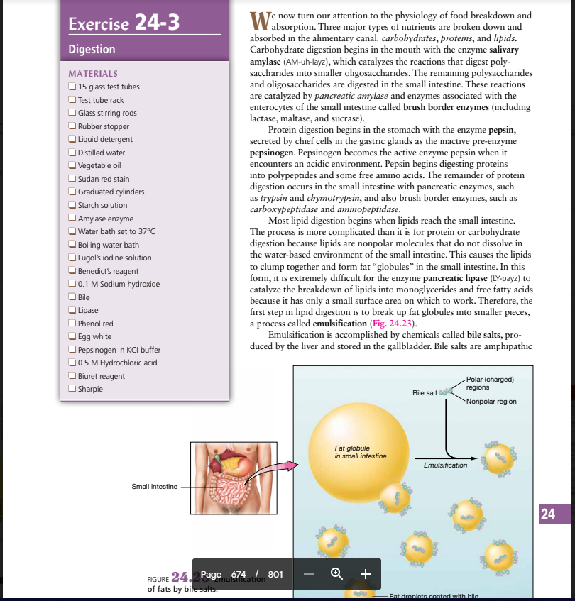 Solved DIGESTIVE PHYSIOLOGY Procedure 6. Read pp 649-653 | Chegg.com