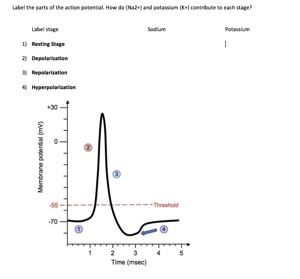 Solved Label the parts of the action potential. How do | Chegg.com