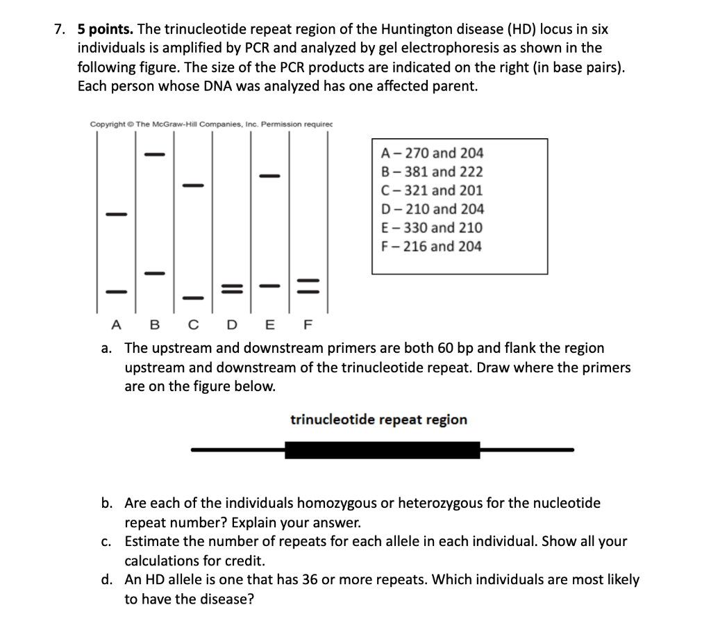 Solved 7. 5 points. The trinucleotide repeat region of the | Chegg.com