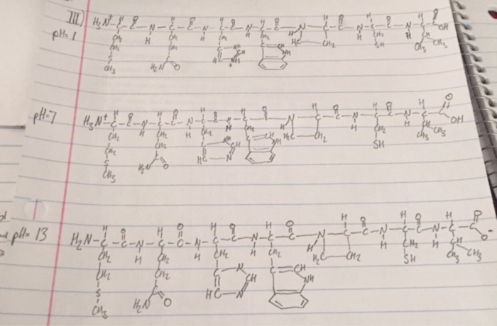 Solved I. Consider this short peptide, | Chegg.com