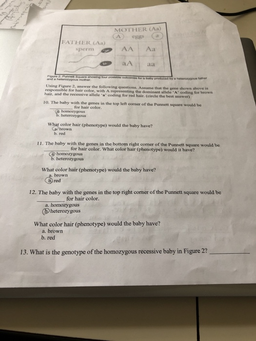 Solved MOTHER (Aa) Aeggs (a) FATHER (Aa) spermAA Aa 四aAlaa | Chegg.com Solved MOTHER (Aa) Aeggs (a) FATHER (Aa) spermAA Aa 四aAlaa | Chegg.com