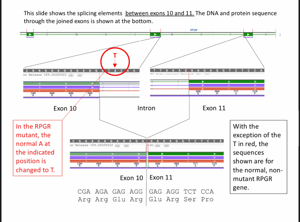 This is the RPGR gene viewed in the human genome | Chegg.com