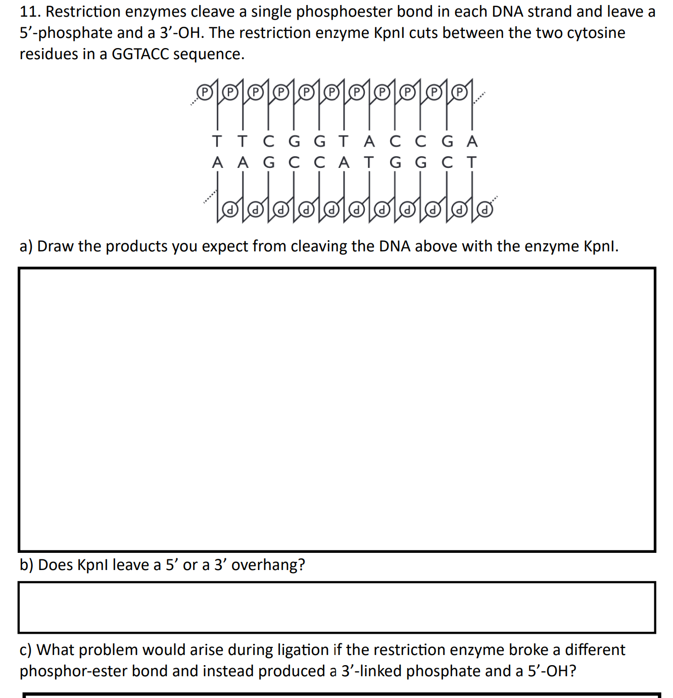 Solved 11. Restriction enzymes cleave a single phosphoester | Chegg.com