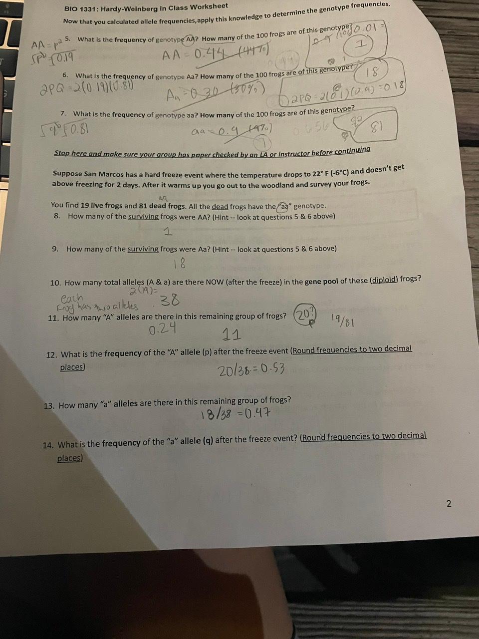 Solved BIO 1331: Hardy-Veinberg In Class Worksheet Emily | Chegg.com