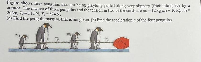 Solved Figure shows four penguins that are being playfully | Chegg.com