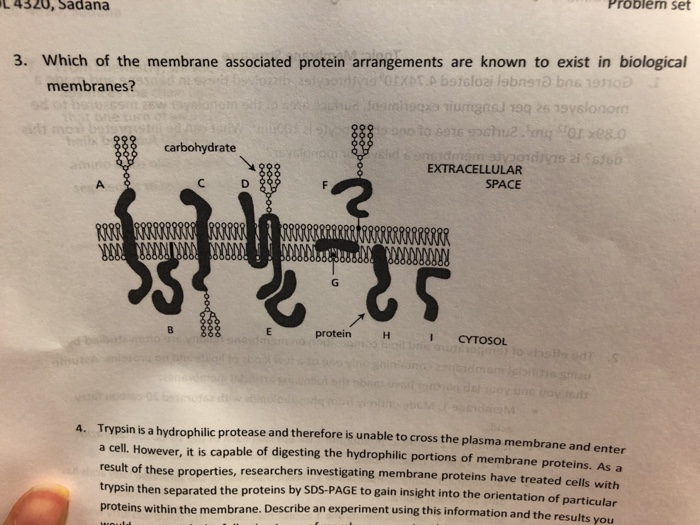 Problèm set L 4320, Sadana 3. Which of the membrane | Chegg.com
