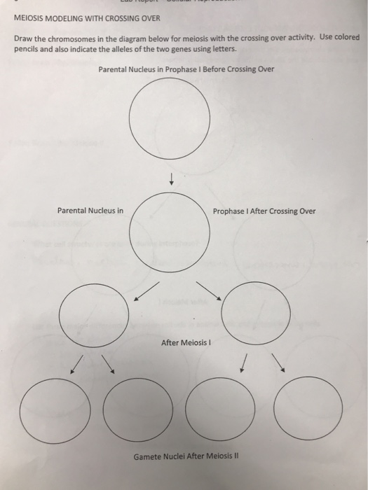 Solved MEIOSIS MODELING WITH CROSSING OVER Draw the | Chegg.com