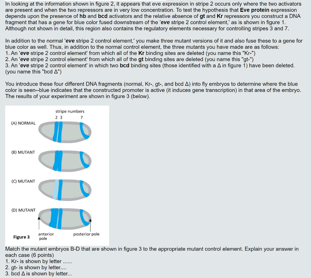 Solved The protein encoded by the even-skipped (eve) gene of | Chegg.com