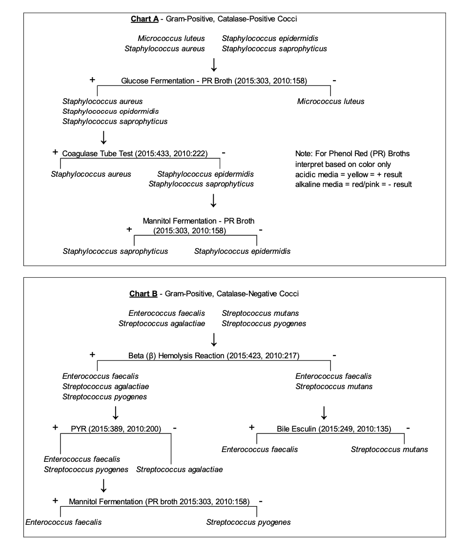 Solved Chart A - Gram-positive, Catalase-Positive Cocci | Chegg.com