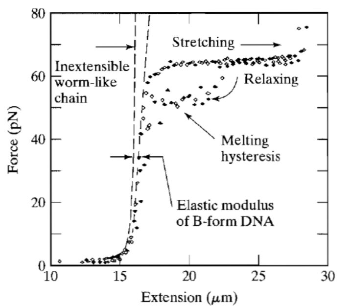 4. The stretching data of double stranded DNA can be | Chegg.com