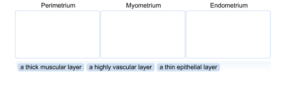 Solved Perimetrium Myometrium Endometrium a thick muscular | Chegg.com
