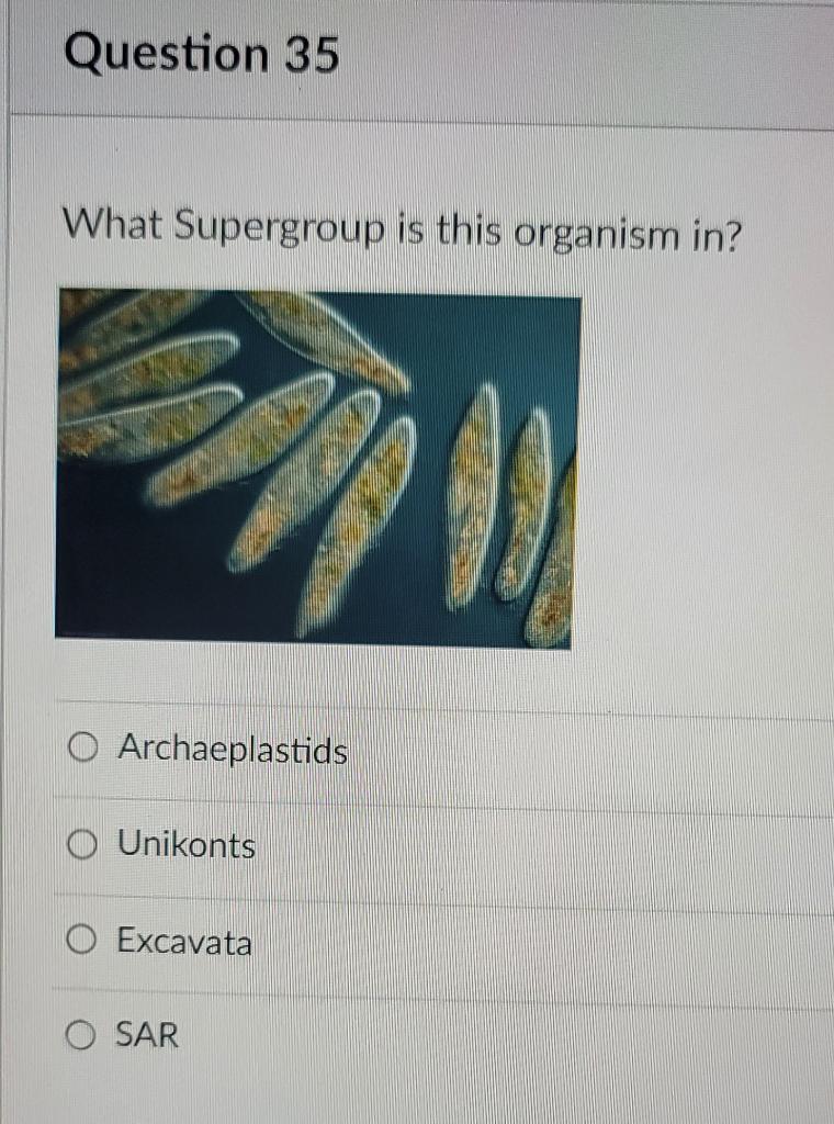Solved What Supergroup is this organism in? O Excavata O | Chegg.com