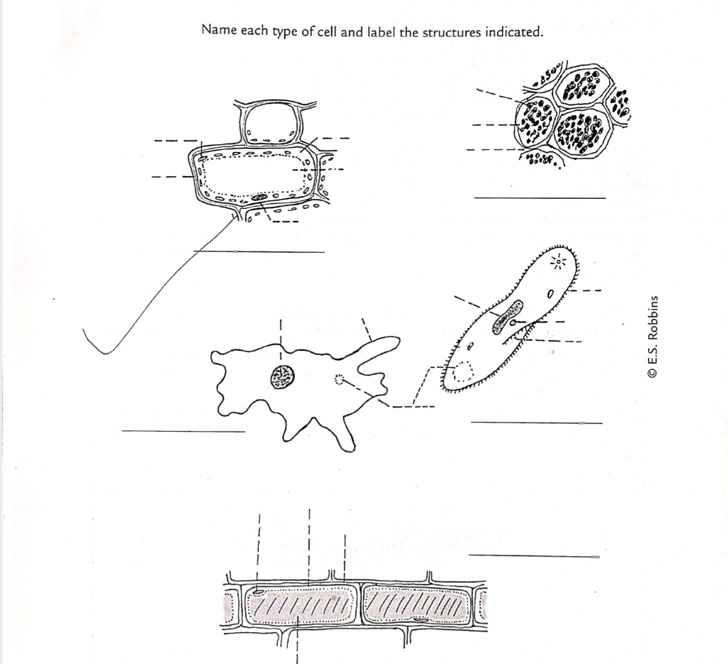 Name each type of cell and label the structures | Chegg.com