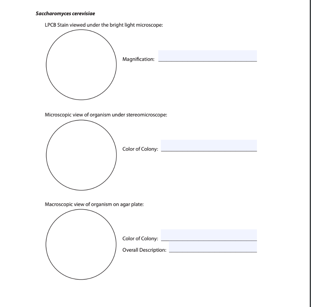 Solved Draw with color and answer for the microscope and | Chegg.com