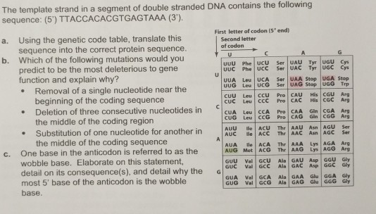 Solved The template strand in a segment of double stranded | Chegg.com