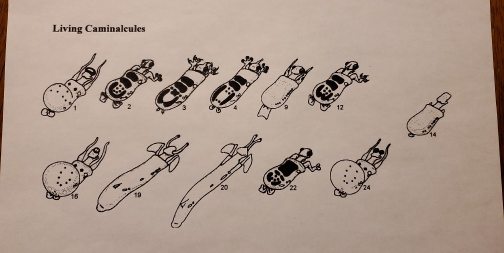 Solved Caminalcules Exercise ***NUMBER 14 IS THE | Chegg.com