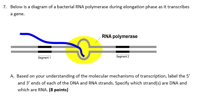 Solved Below is a diagram of a bacterial RNA polymerase | Chegg.com