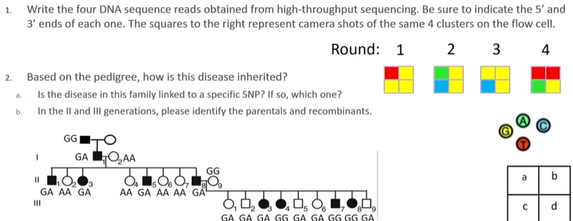 Solved 1. Write the four DNA sequence reads obtained from | Chegg.com