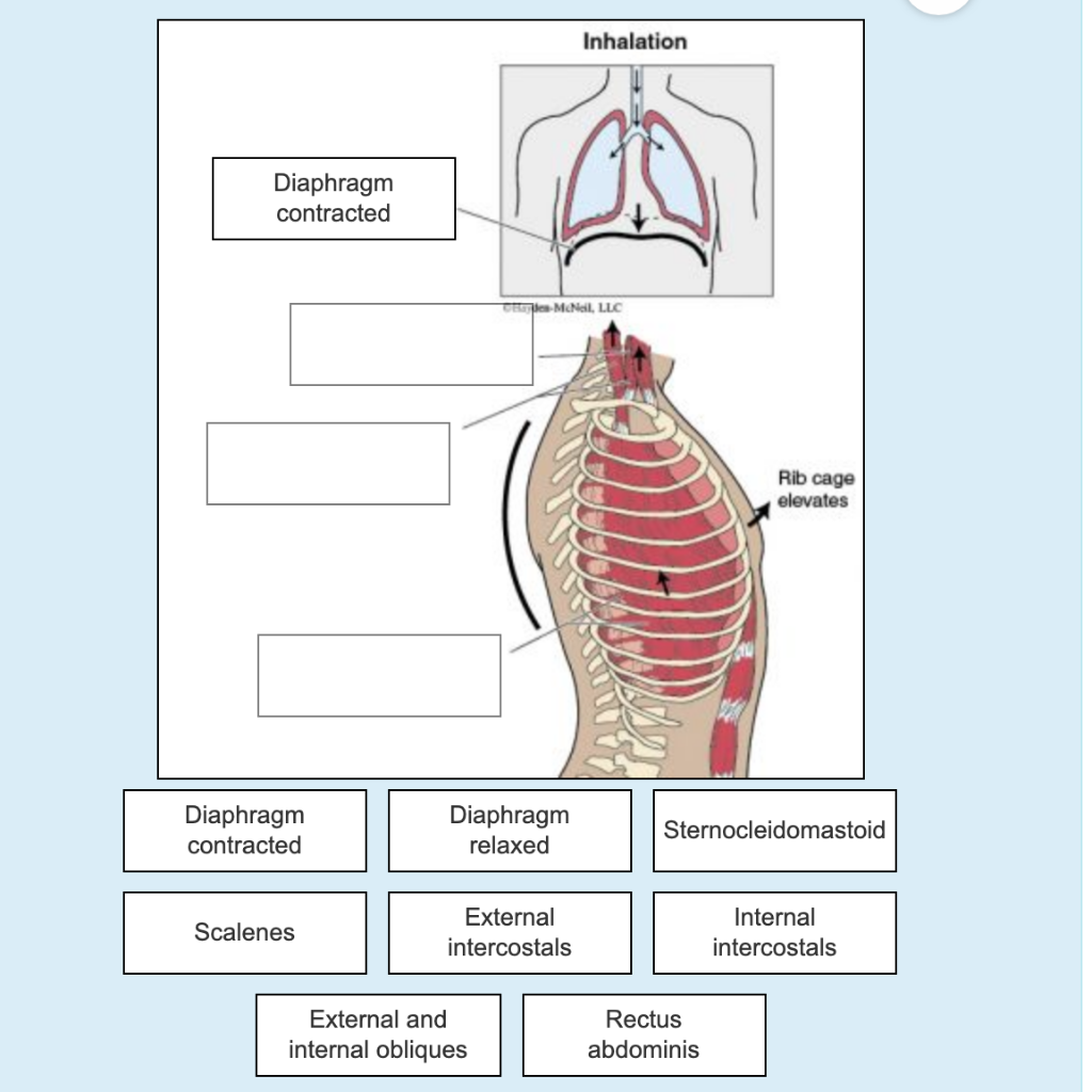 Solved Inhalation Diaphragm contracted McNeil, LLC Rib cage | Chegg.com