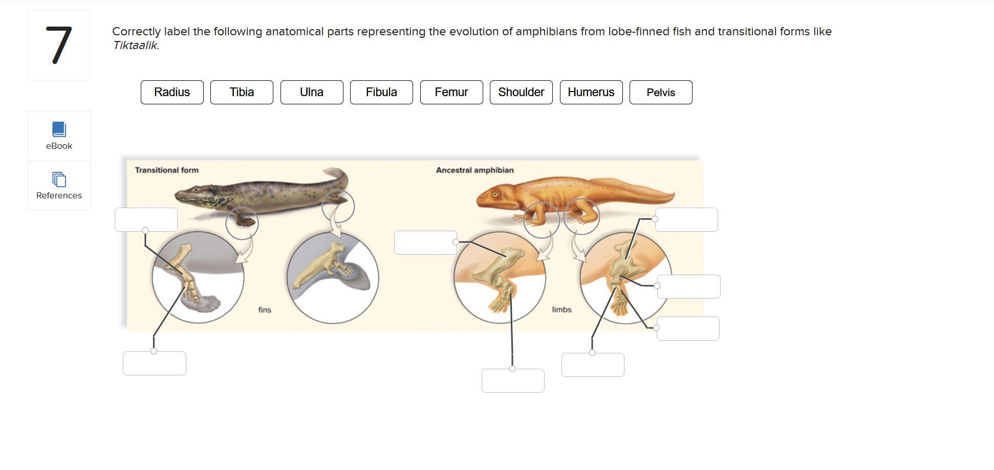 Solved Correctly label the following anatomical parts | Chegg.com