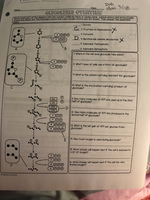 Solved DUE GLYCOLYSIS OVERVIEW shown Then answer sthe ques | Chegg.com