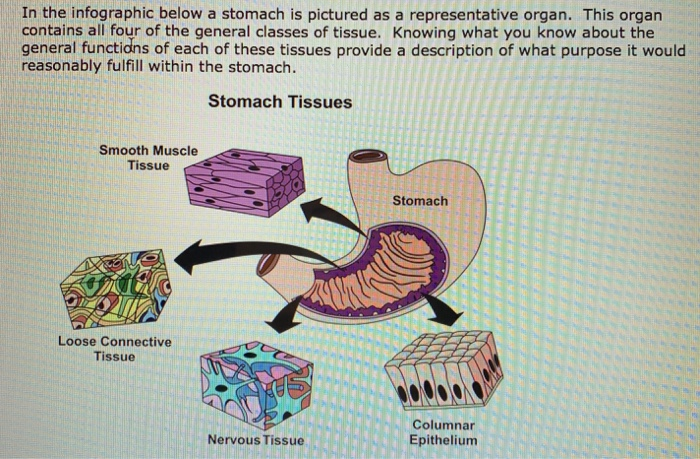 Solved In the infographic below a stomach is pictured as a | Chegg.com