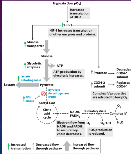 Solved Hypoxia (low po2) Increased transcription of HIF-1 ↑ | Chegg.com