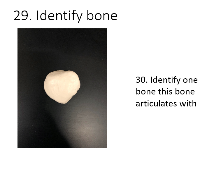 Solved 29. Identify bone 30. Identify one bone this bone | Chegg.com
