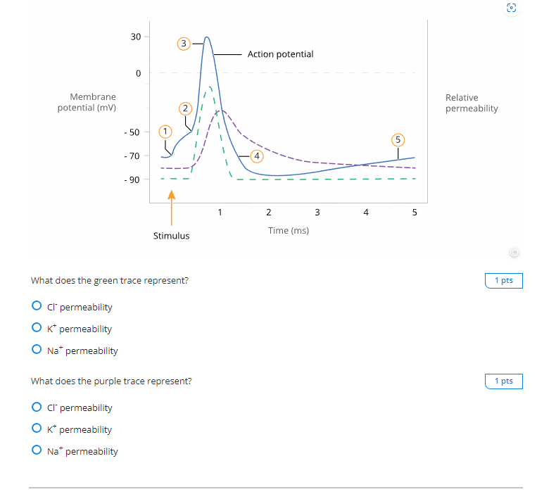 Solved What does the green trace represent? Cl−permeability | Chegg.com