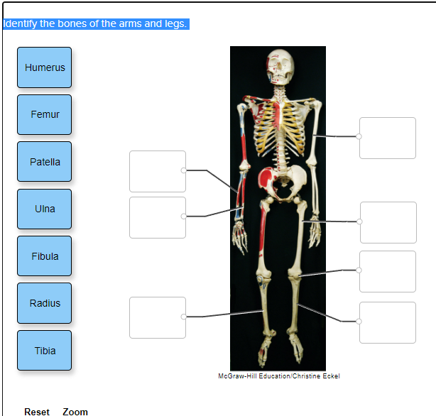 Identify the bones of the arms and legs. Humerus | Chegg.com