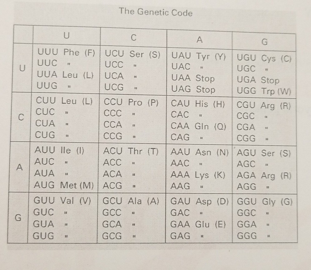 Solved 1) Above is a short strand of DNA encoding the | Chegg.com