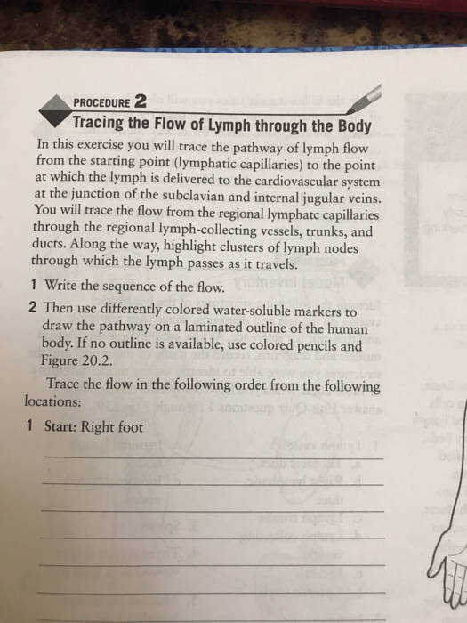 Solved PROCEDURE 2 Tracing the Flow of Lymph through the | Chegg.com