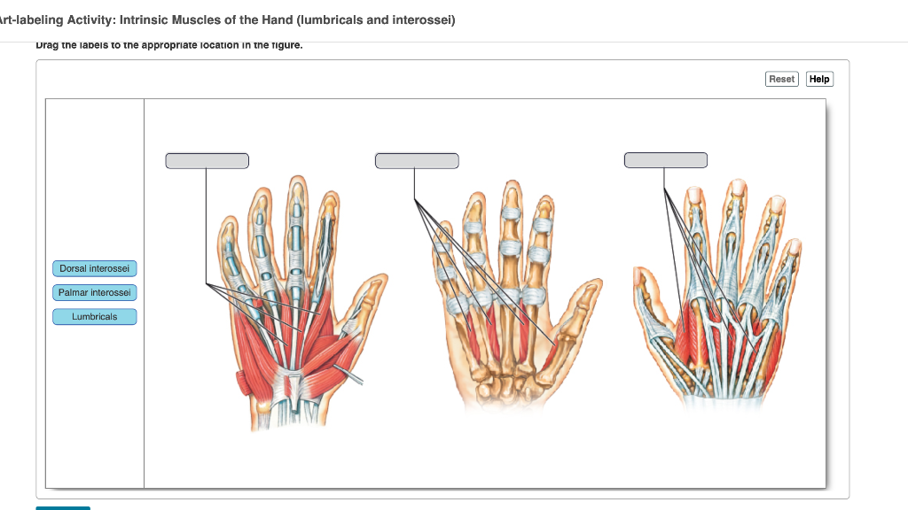 Solved Art-labeling Activity: Muscles of the Posterior | Chegg.com