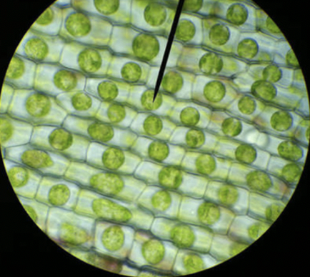 Elodea Cells Under Microscope
