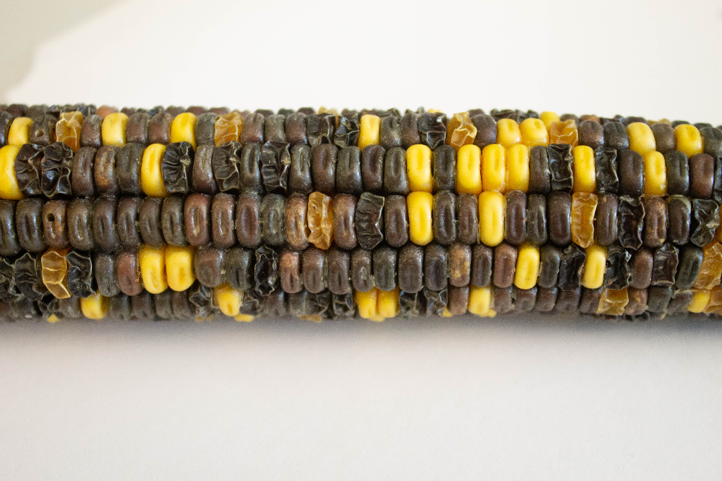Solved PART 1. MONOHYBRID CROSS Color of corn kernels is | Chegg.com