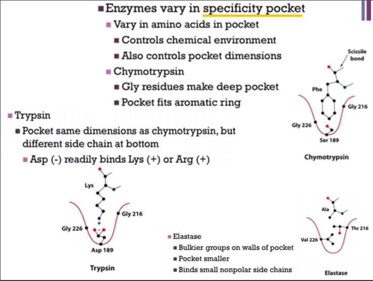 Solved Consider the trypsin binding-pocket specificity | Chegg.com
