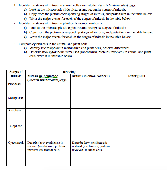 Solved 1. Identify the stages of mitosis in animal cells - | Chegg.com
