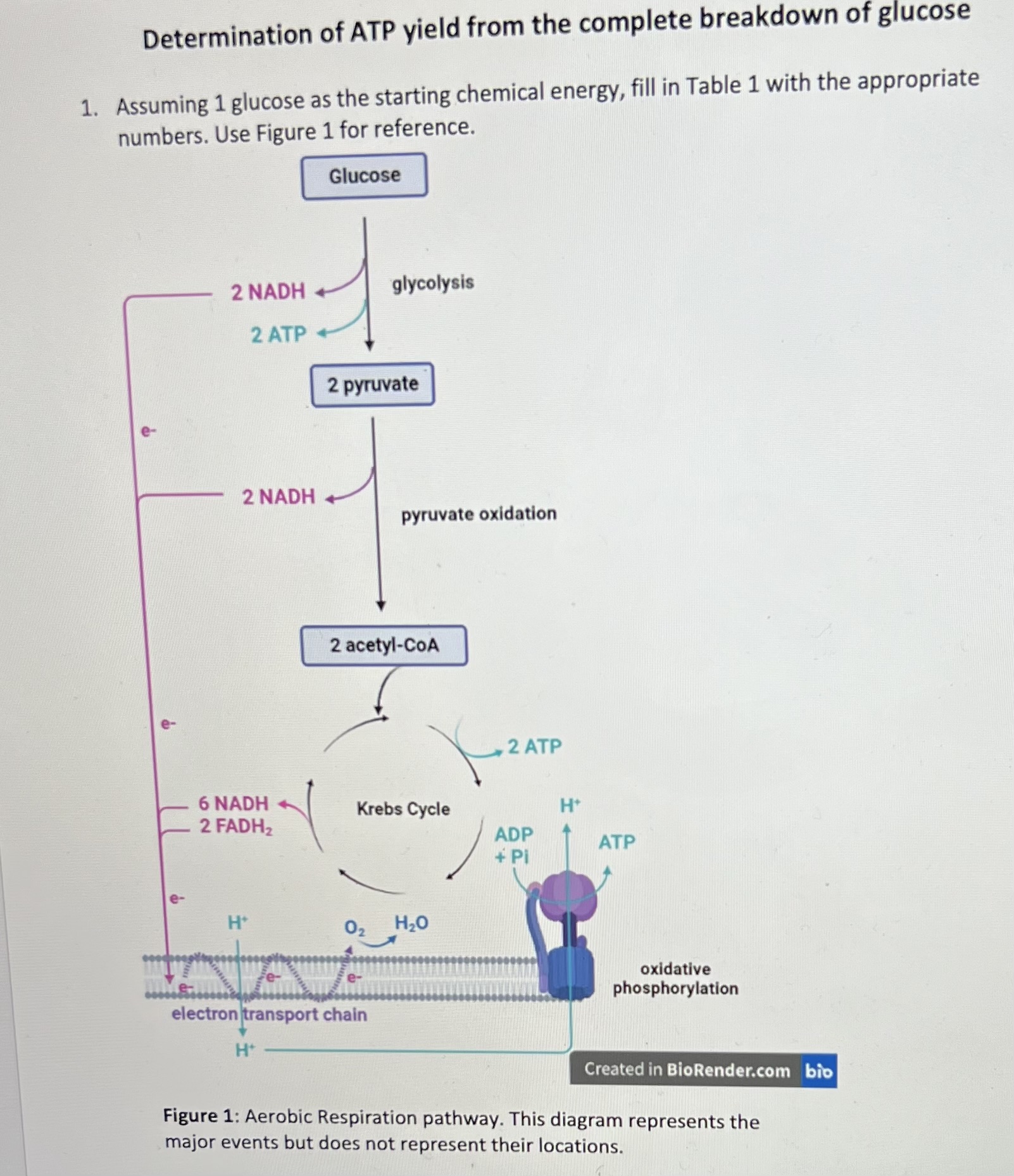 Solved Determination of ATP yield from the complete | Chegg.com