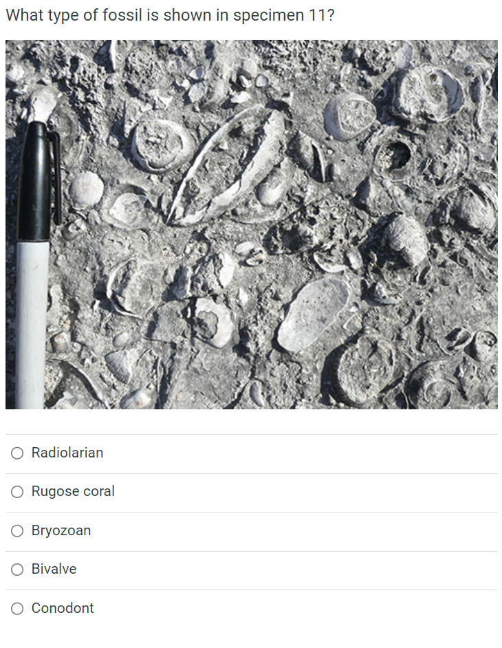 Solved What type of fossil is shown in specimen 11 ? | Chegg.com