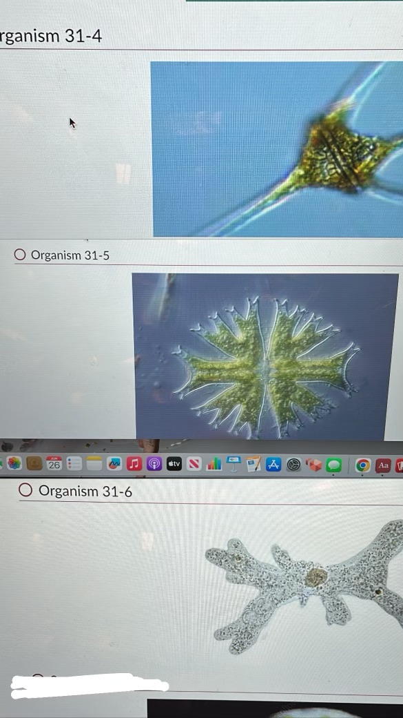 Solved For each of the organisms in the sample from Grid 31 | Chegg.com