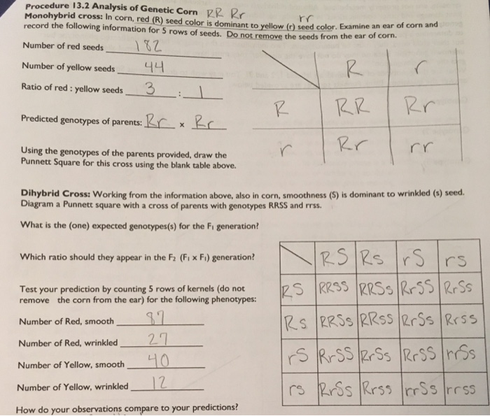 Solved What is the (one) expected genotype(s) for the F1 | Chegg.com