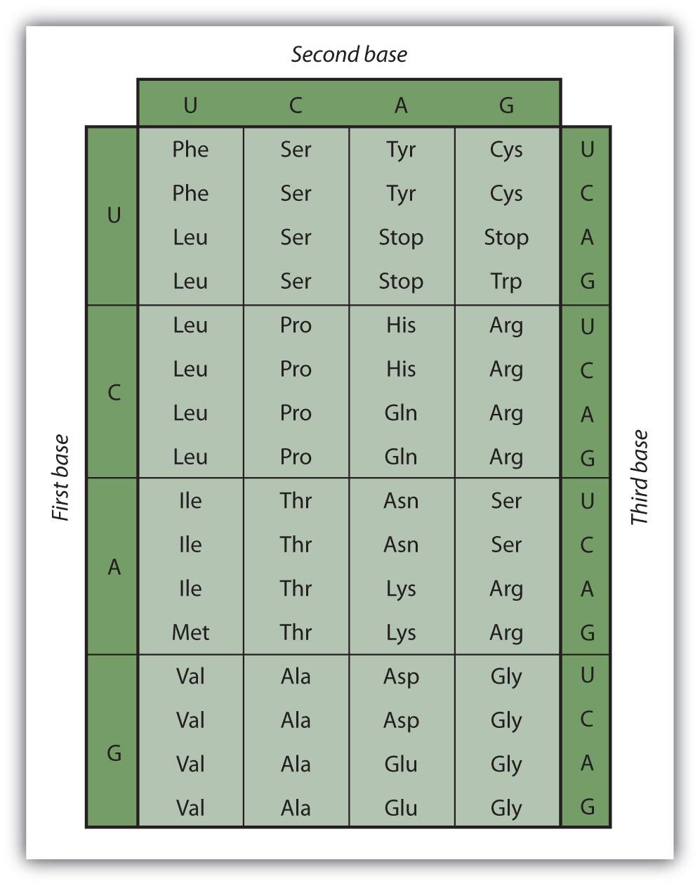 Solved Use Figure 19.14 "The Genetic Code" to identify | Chegg.com
