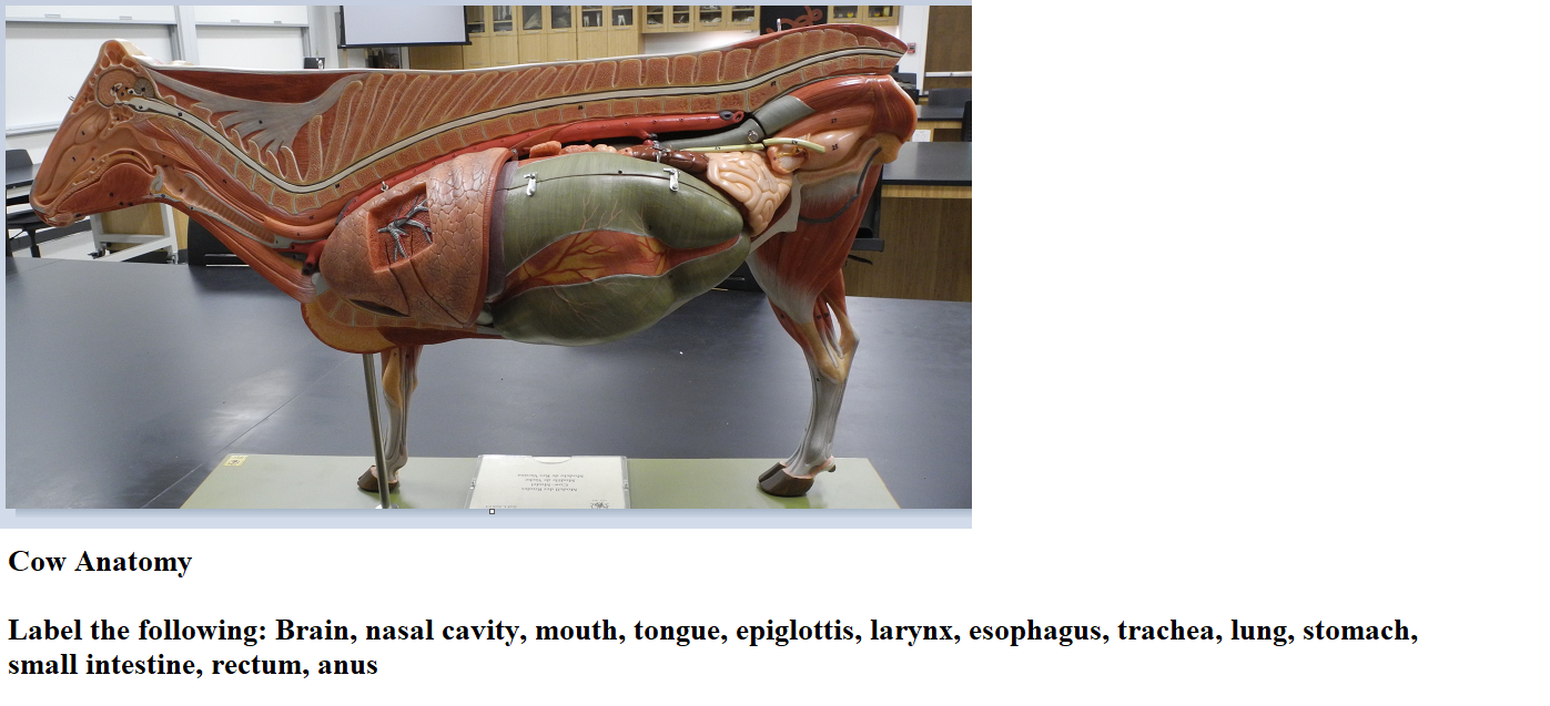 Solved Cow Anatomy Label the following: Brain, nasal cavity, | Chegg.com