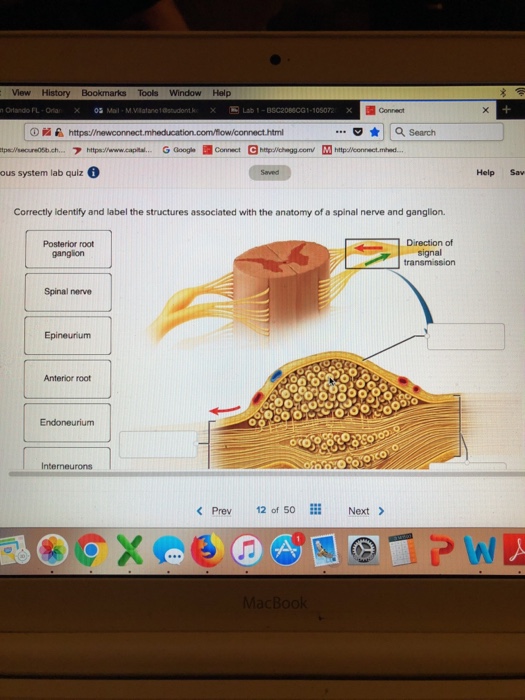 Solved: Correctly Identify And Label The Structures Associ... | Chegg.com