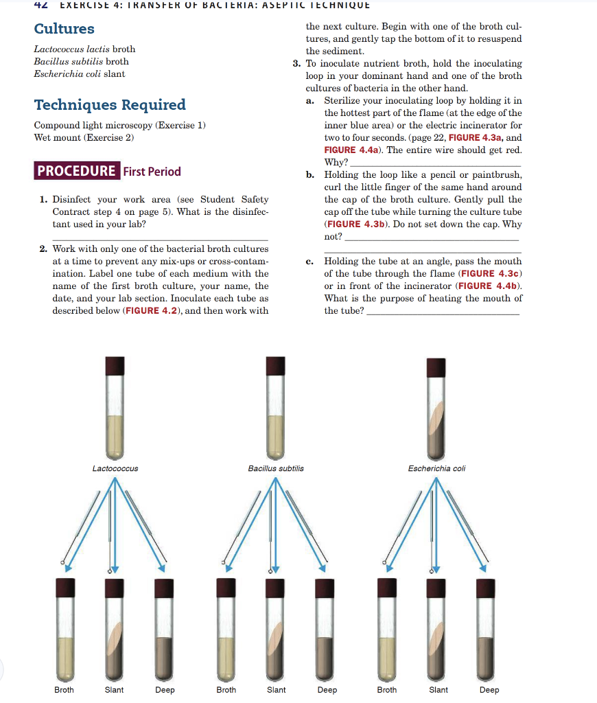 Solved 42 EXERCISE 4: TRANSFER OF BACTERIA: ASEPTIC | Chegg.com