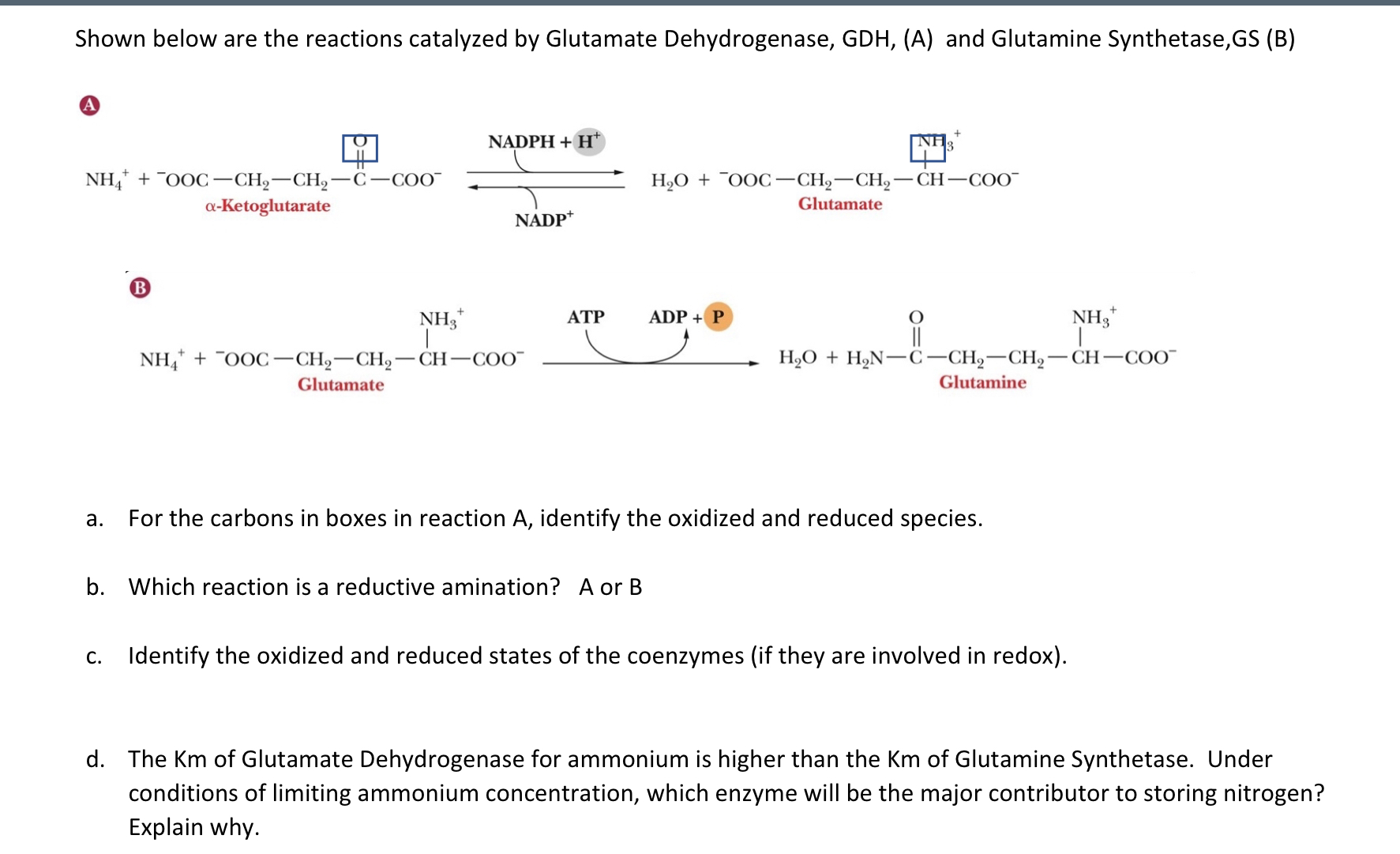 Solved Shown below are the reactions catalyzed by Glutamate | Chegg.com