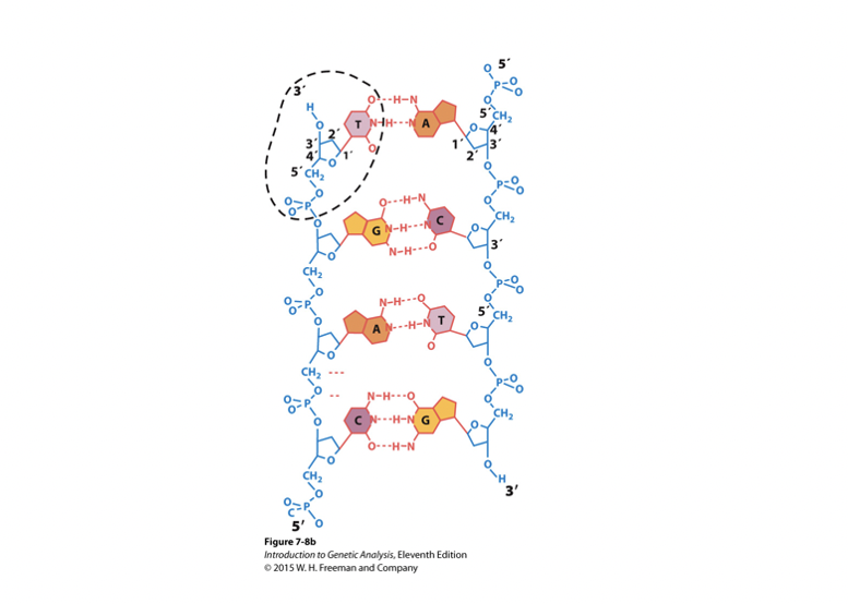 Solved Structure of DNA – double helix – antiparallel – | Chegg.com