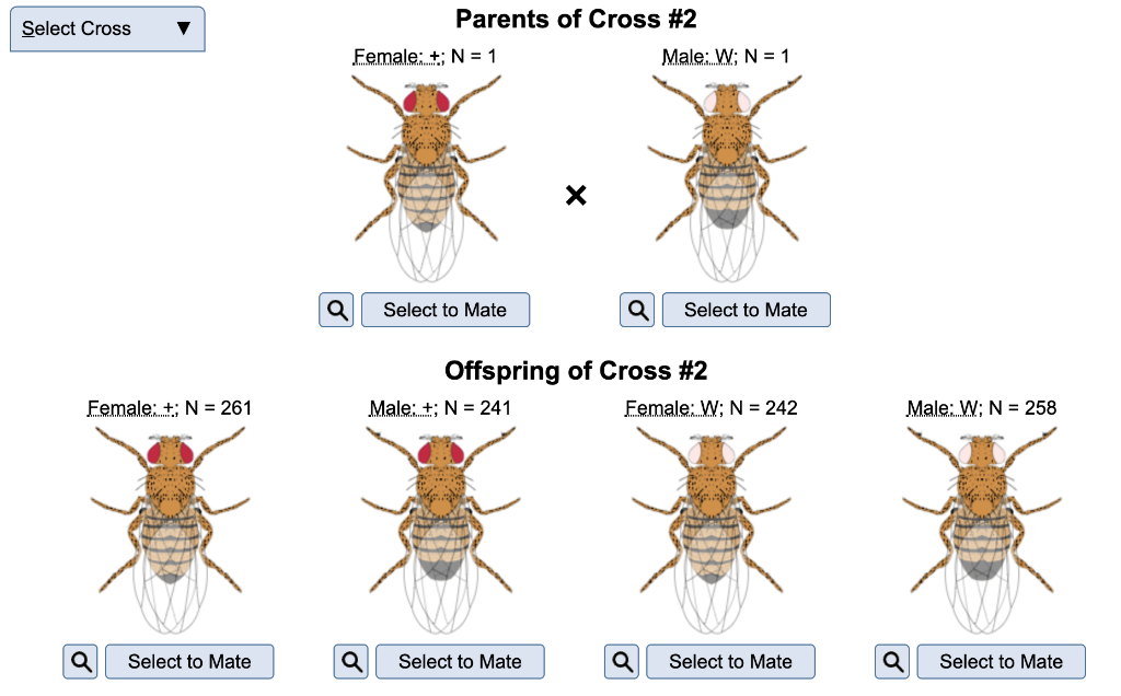 Solved Write down the P1, F1 and F2 genotypes of cross 1. | Chegg.com