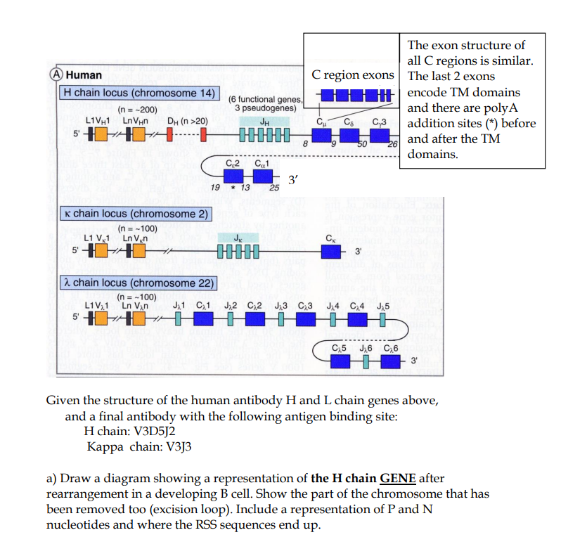 Solved :xon structure of regions is similar. ast 2 exons le | Chegg.com