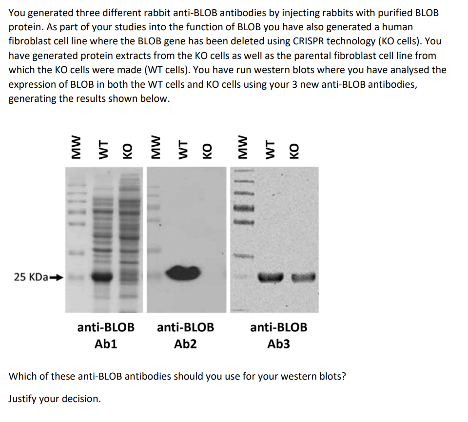 Solved You generated three different rabbit anti-BLOB | Chegg.com